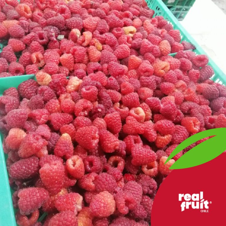 Frambuesa Entera Cajas 10x1 kg - RealFruit