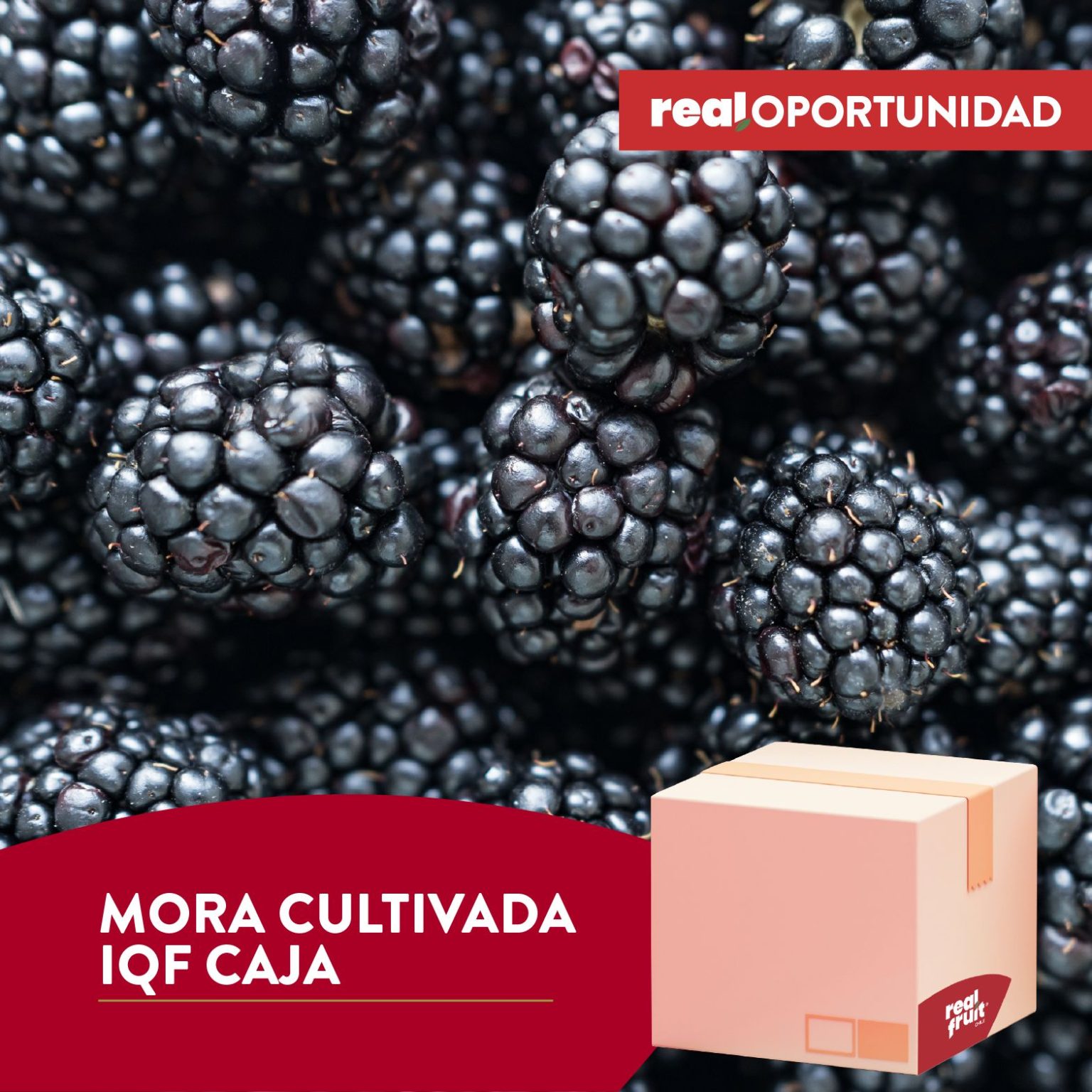 Mora Cultivada Cajas 10 x 1 Kilo - RealFruit